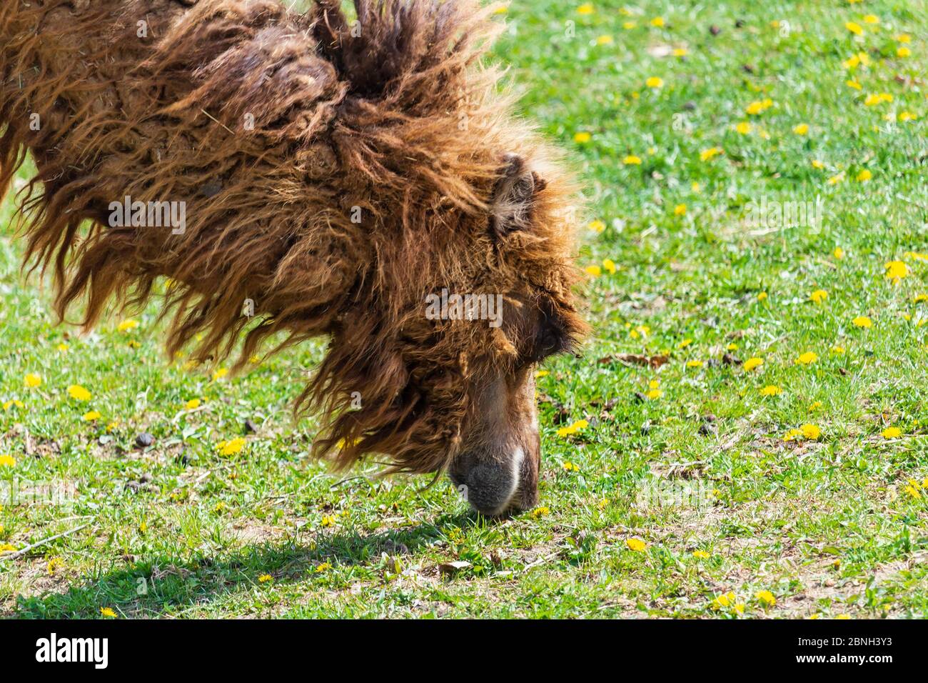Portrait of wild bactarian camdel, Camelus ferus eating grass Stock ...