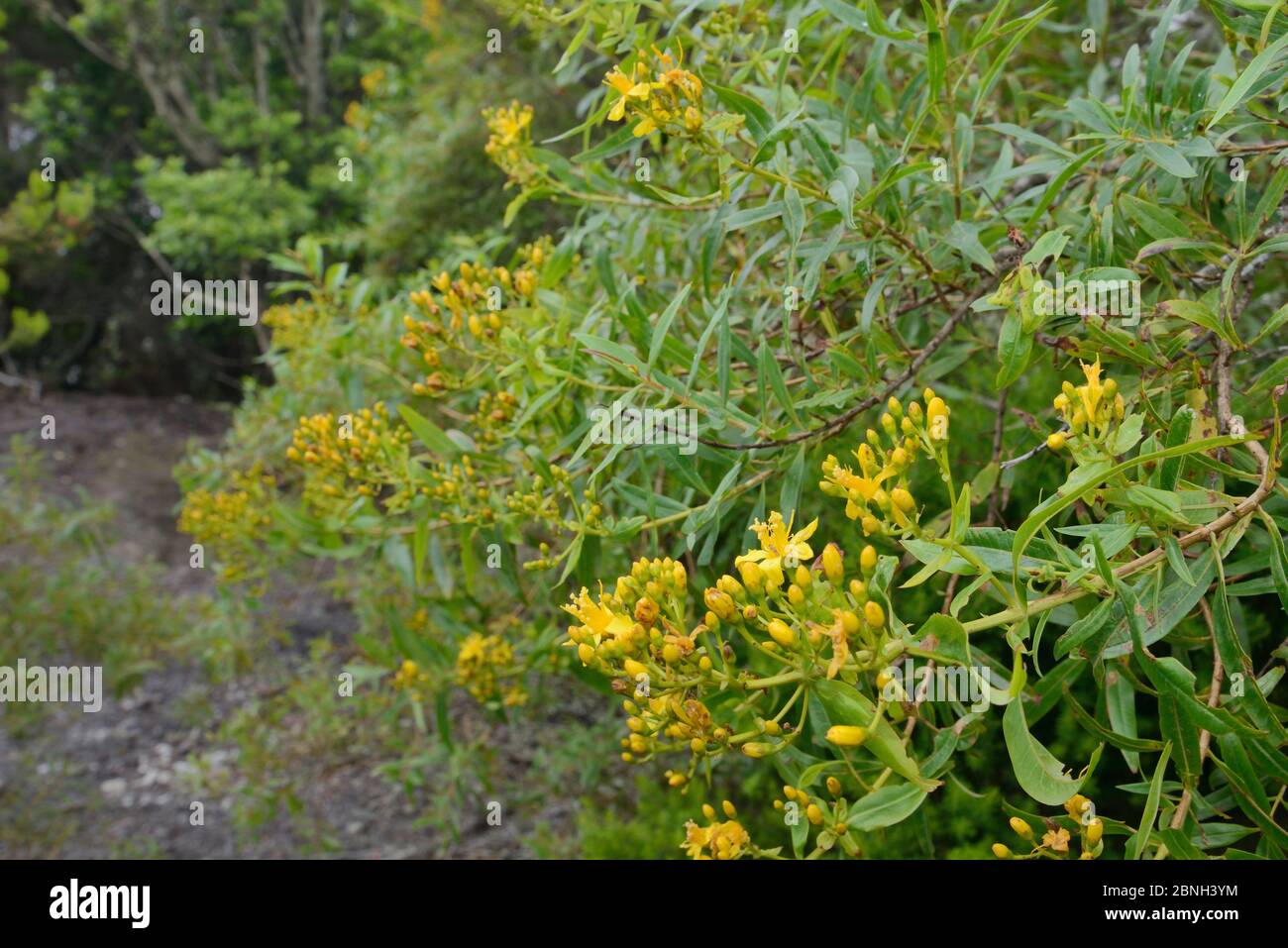 Hypericum Canariense High Resolution Stock Photography and Images - Alamy