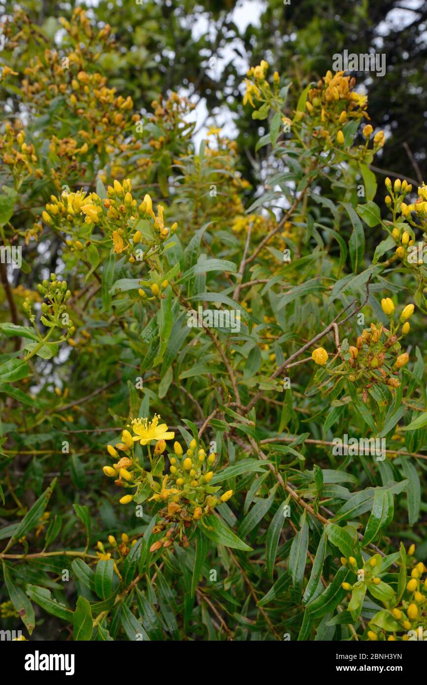Granadillo High Resolution Stock Photography and Images - Alamy