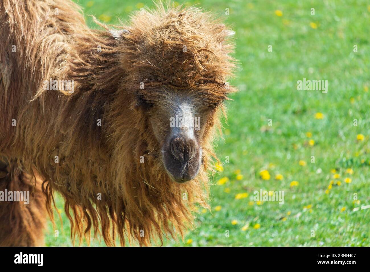Portrait of wild bactarian camdel, Camelus ferus Stock Photo - Alamy