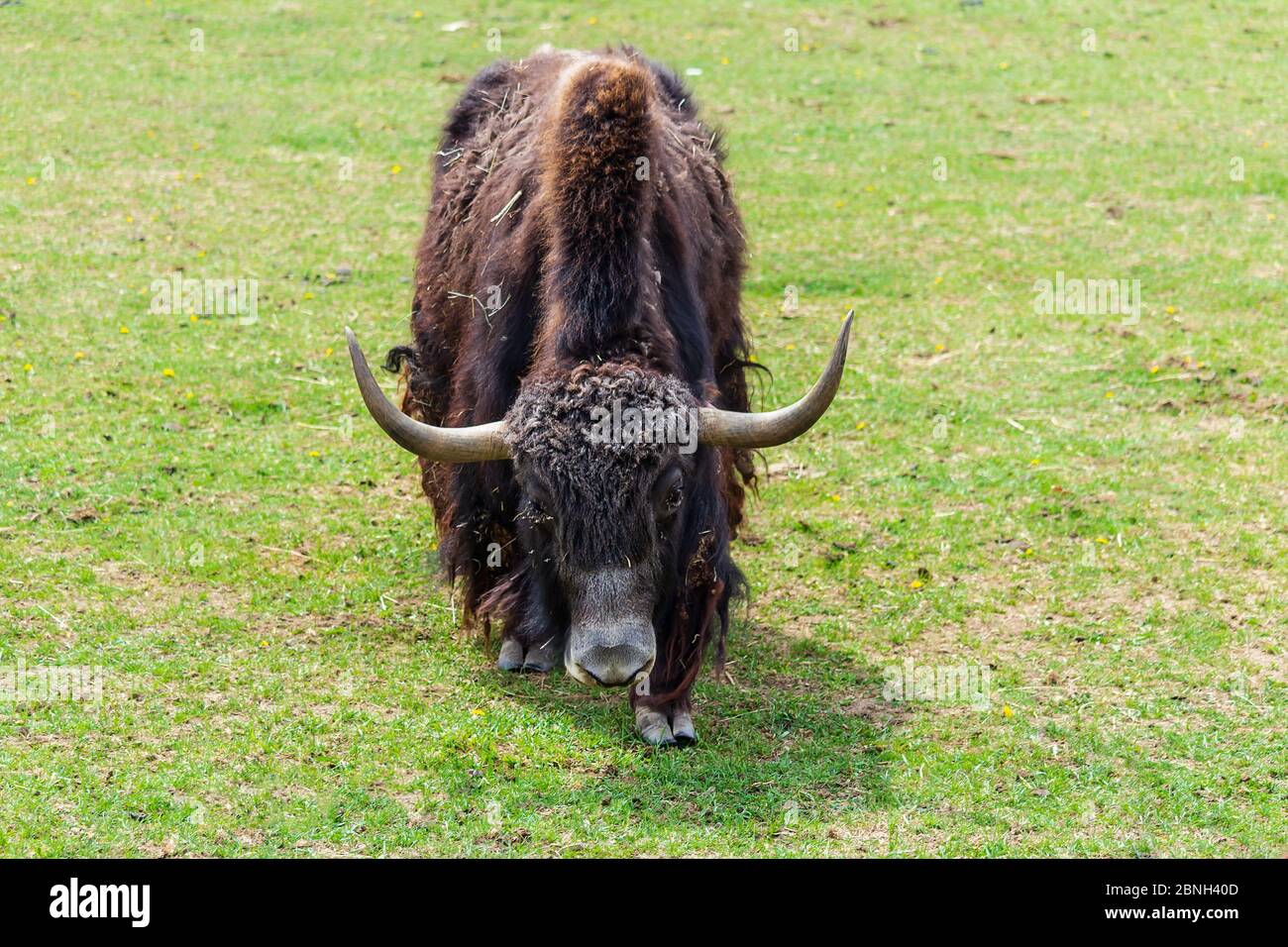 Portrait of tibetan yak cow, Bos mutus f. grunniensis on grass Stock ...