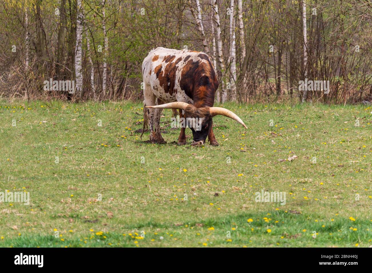 Brown texas longhorn eating grass on meadow Stock Photo - Alamy