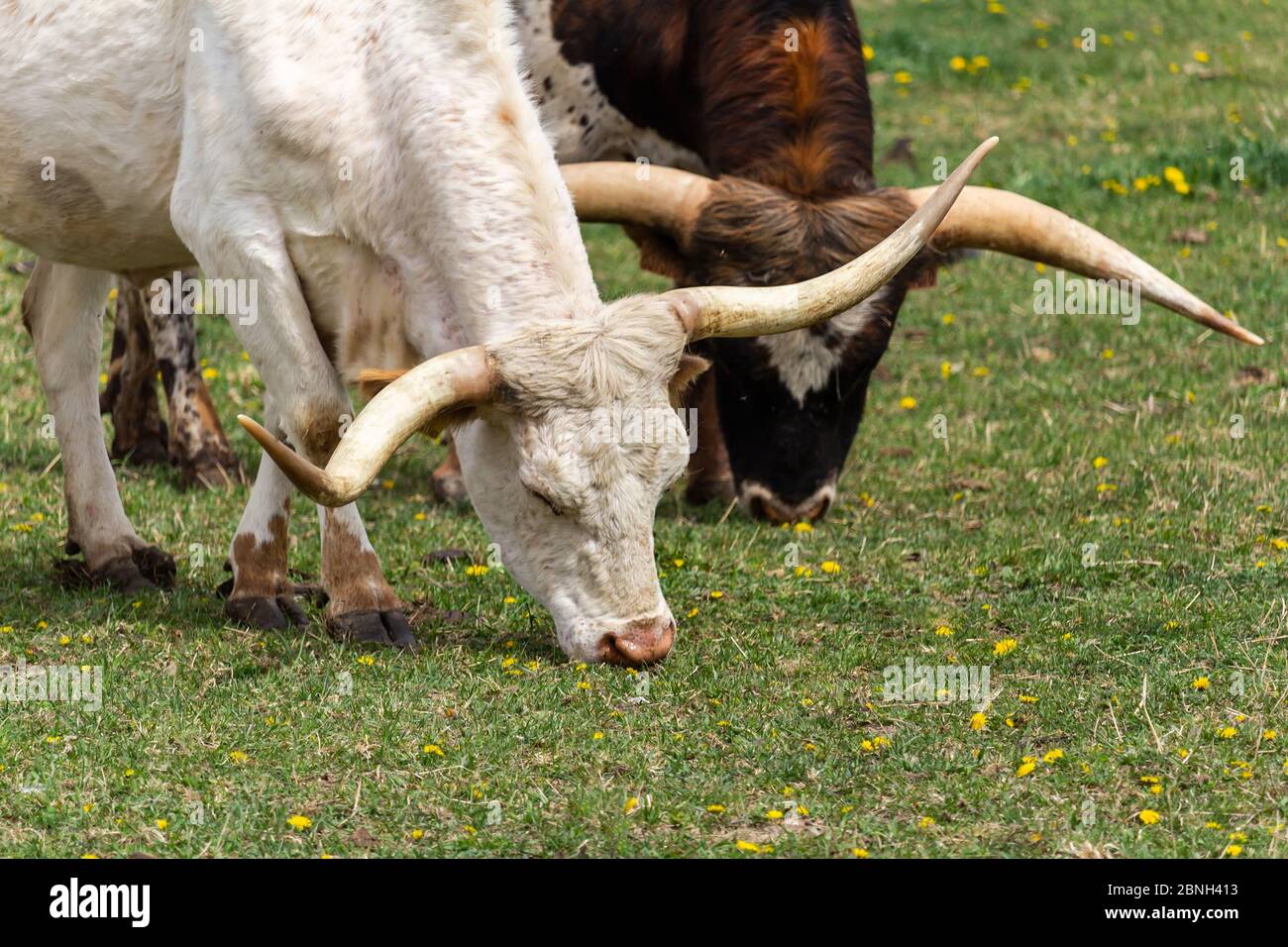 Detail of two brown and white texas longhorn eating grass on meadow ...