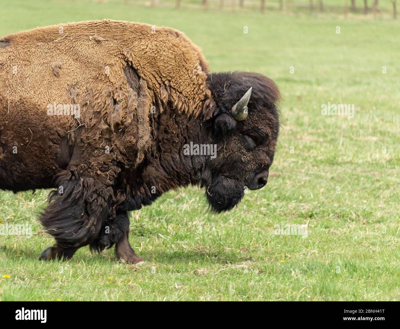 Close up on walking bison hi-res stock photography and images - Alamy