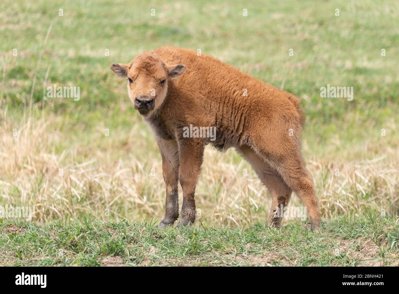 Small cute bison calf standing on meadow pasture from side Stock Photo ...