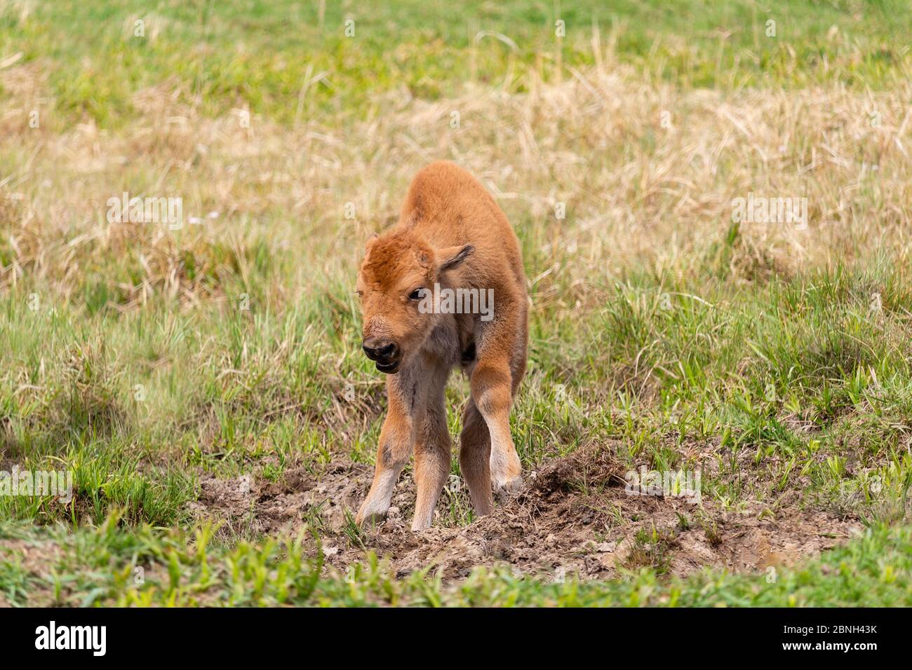 Small cute bison calf standing on meadow pasture from front Stock Photo ...