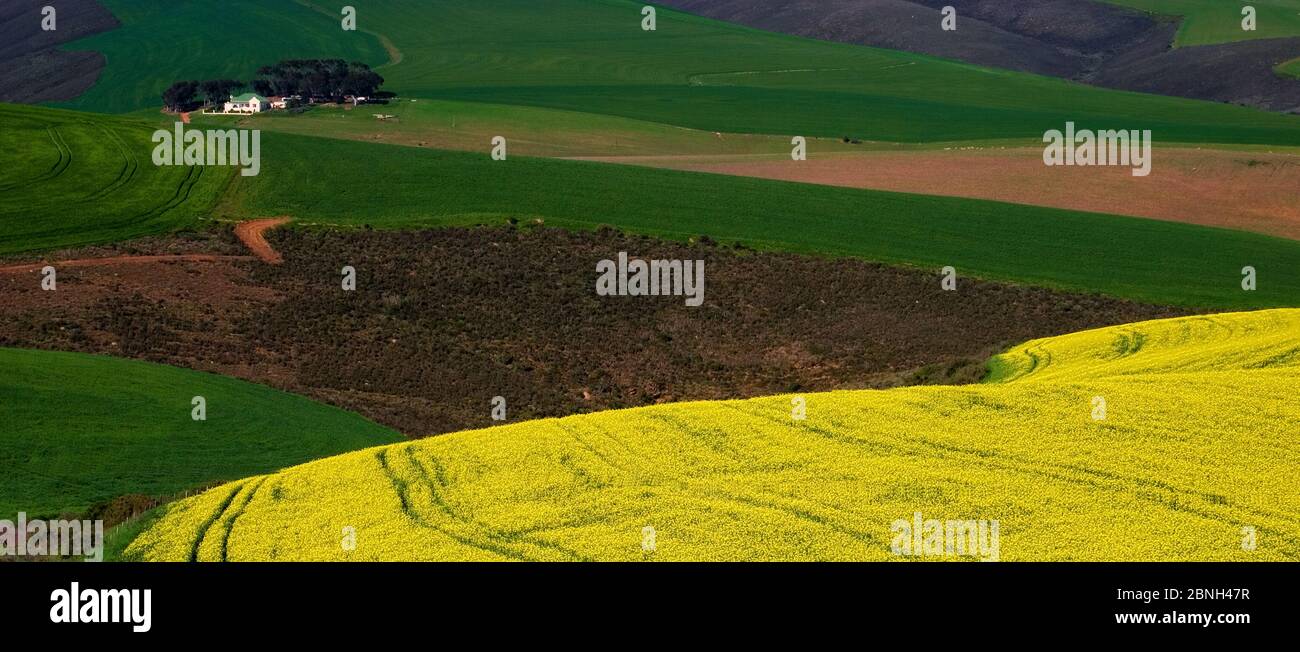 landscape of farm with canola flowers, Caledon, South Africa Stock ...