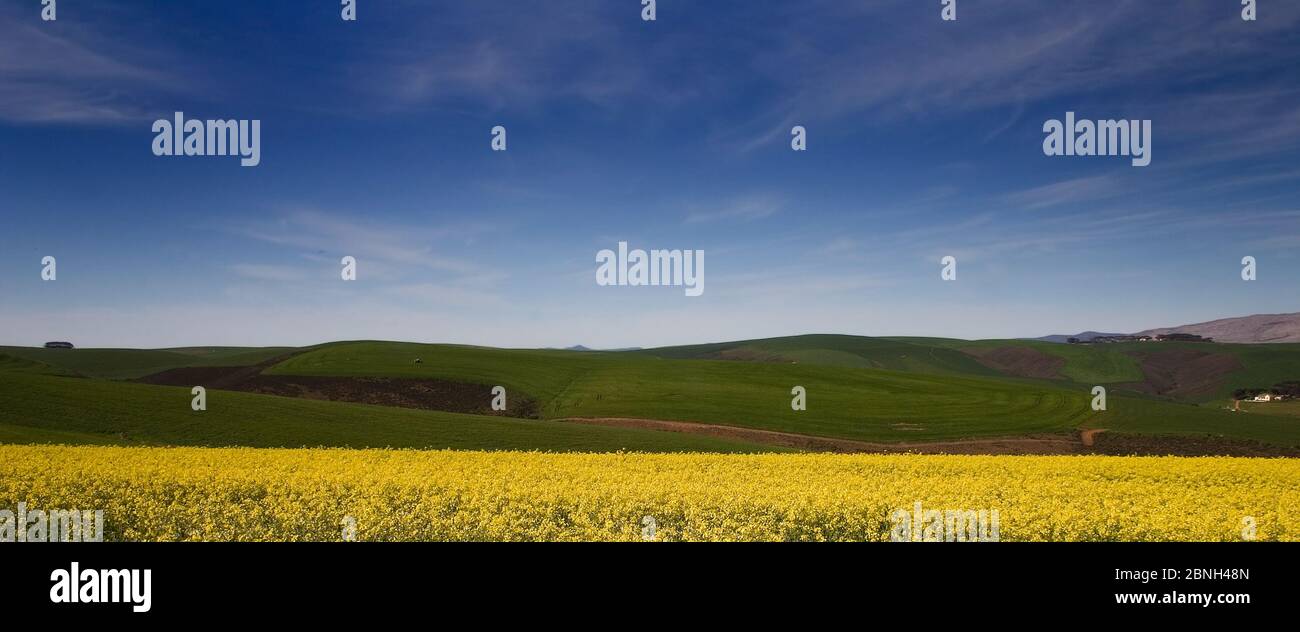 canola farmland landscape, Overberg, Swartland, South Africa Stock ...