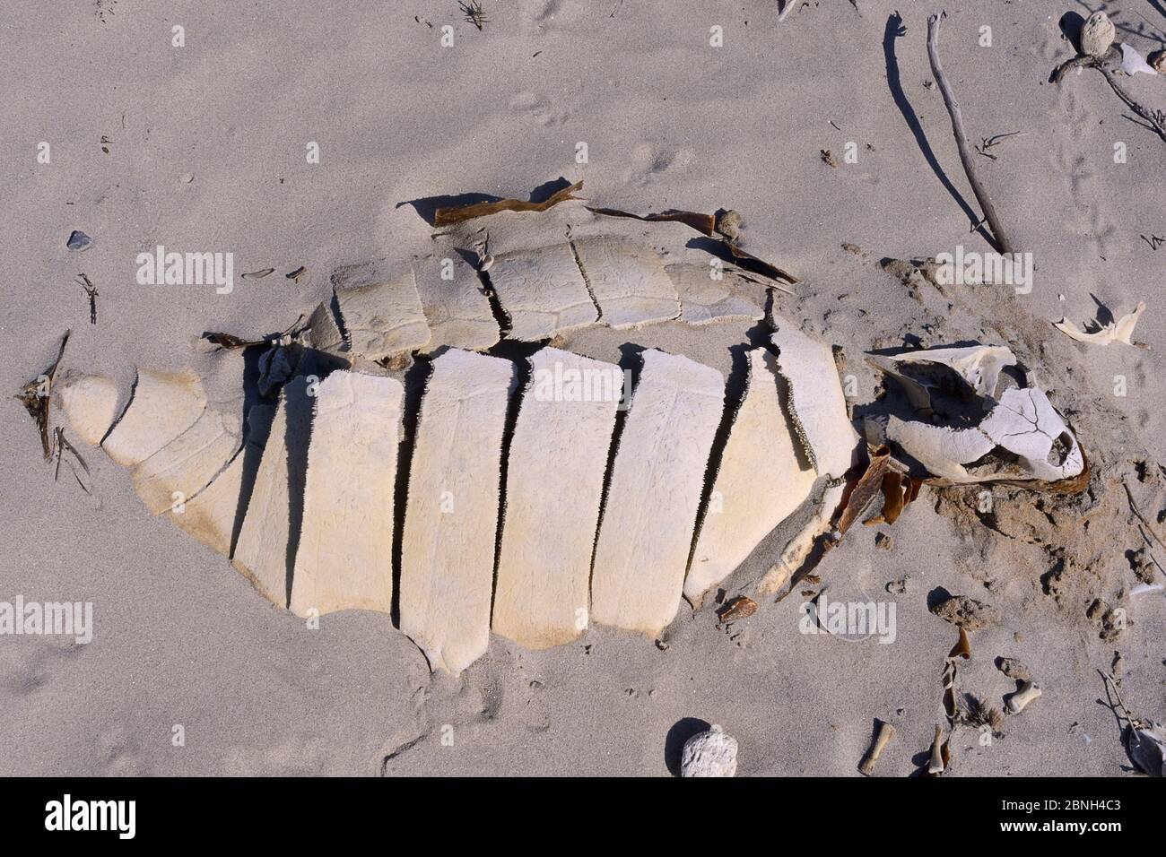 Loggerhead sea turtle (Caretta caretta) skeleton in sand dunes behind a ...