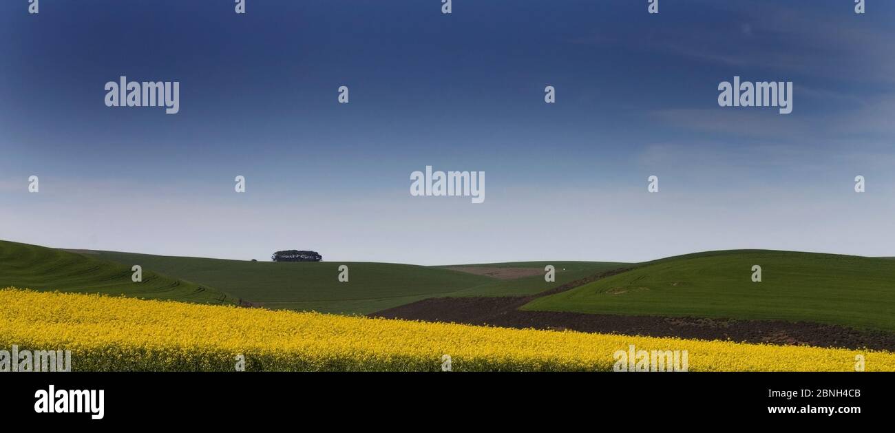 Overberg south africa canola hi-res stock photography and images - Alamy