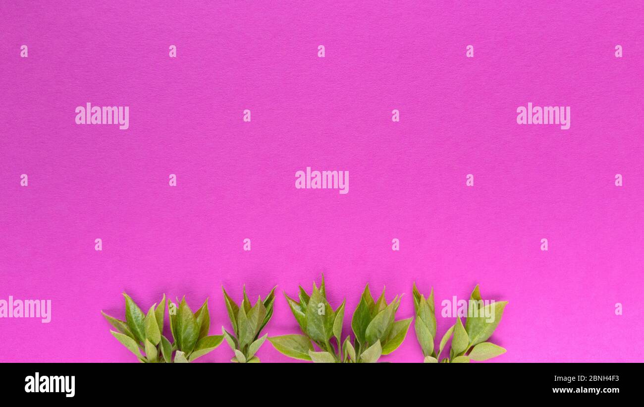 Grean leaves on pink background. Simple flat lay with pastel texture ...