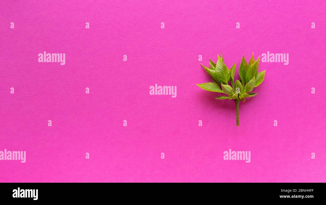 Grean leaves on pink background. Simple flat lay with pastel texture ...
