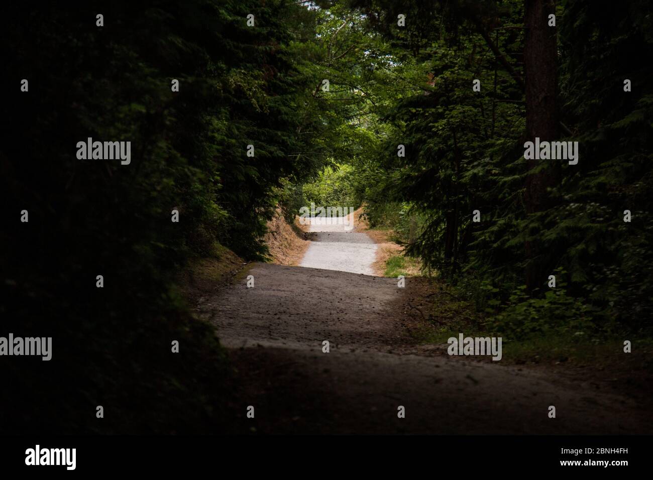 View of an uneven road surrounded with tall trees - concept: mysterious ...