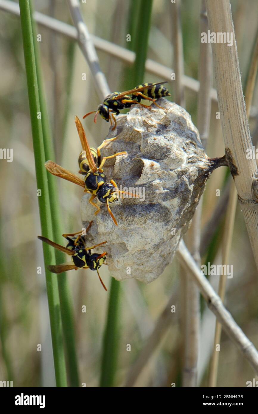 Femae Greek paper wasps (Polistes hellenicus) on their nest in coastal ...