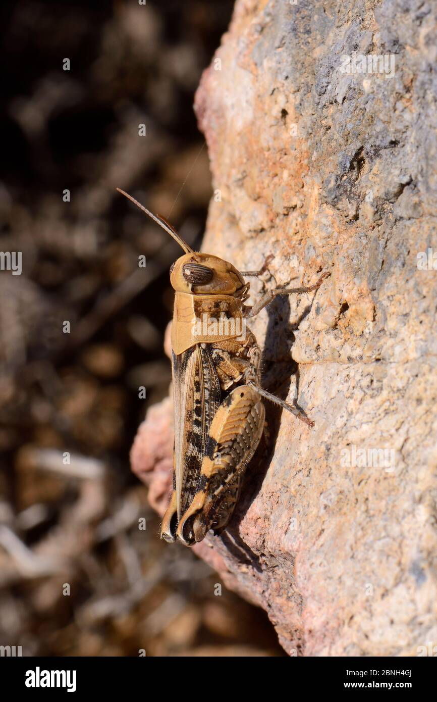 Pink-winged grasshopper / Prickly locust (Calliptamus barbarus) sunning ...