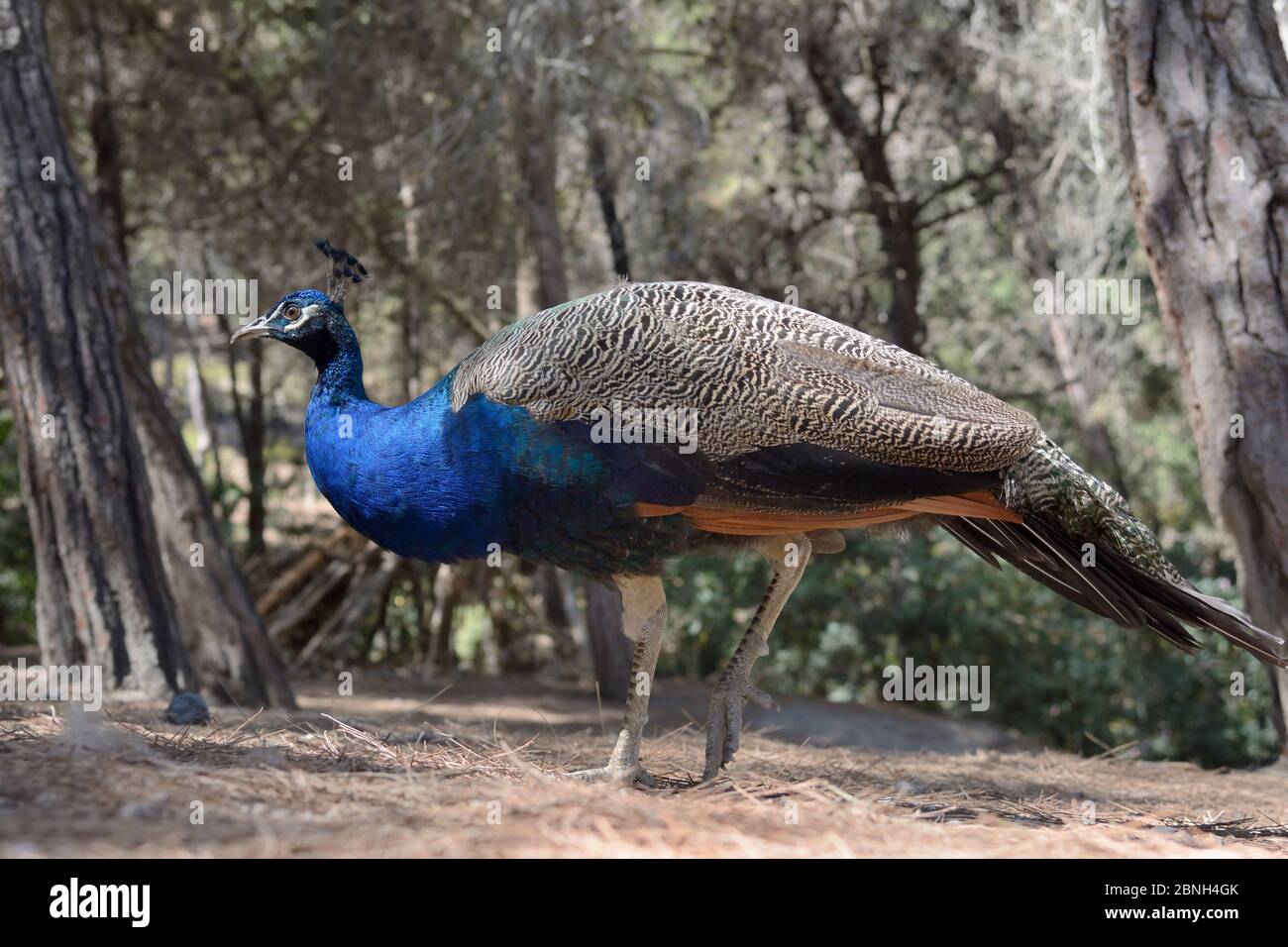 Male Indian Or Blue Peafowl Peacock Pavo Cristatus Foraging On A Pine Forest Floor Plaka
