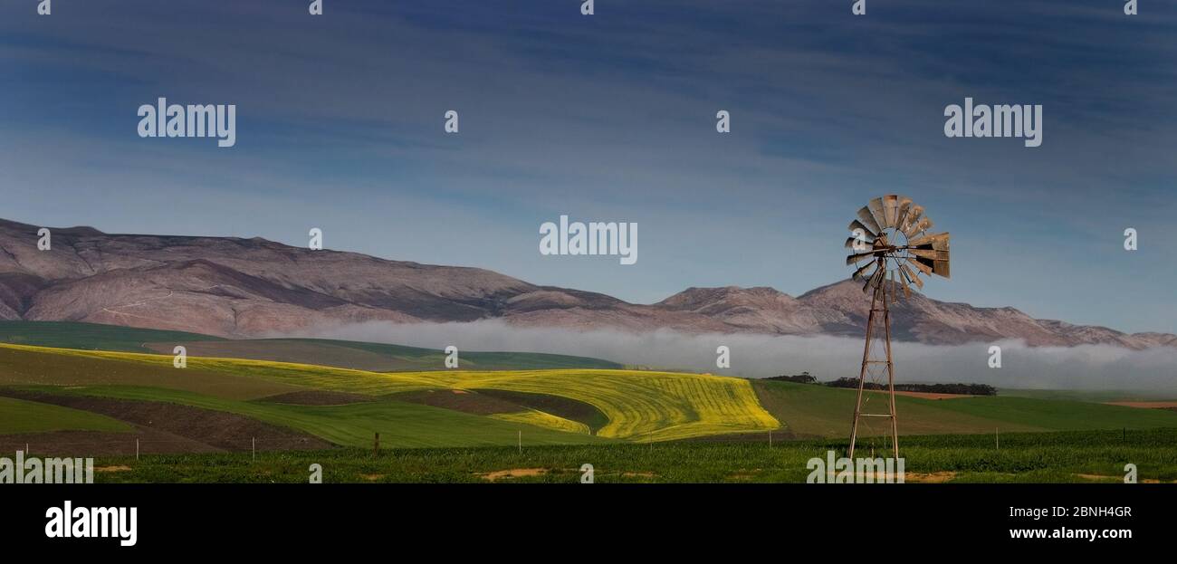 canola farmland landscape, Overberg, Swartland, South Africa Stock ...