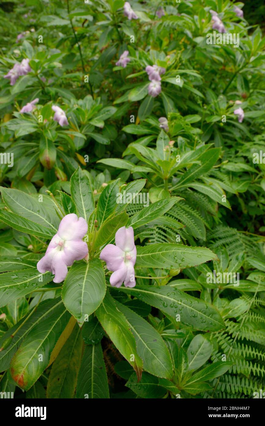 Shrub balsam / Oliver's touch me not (Impatiens sodenii / oliveri) an ...