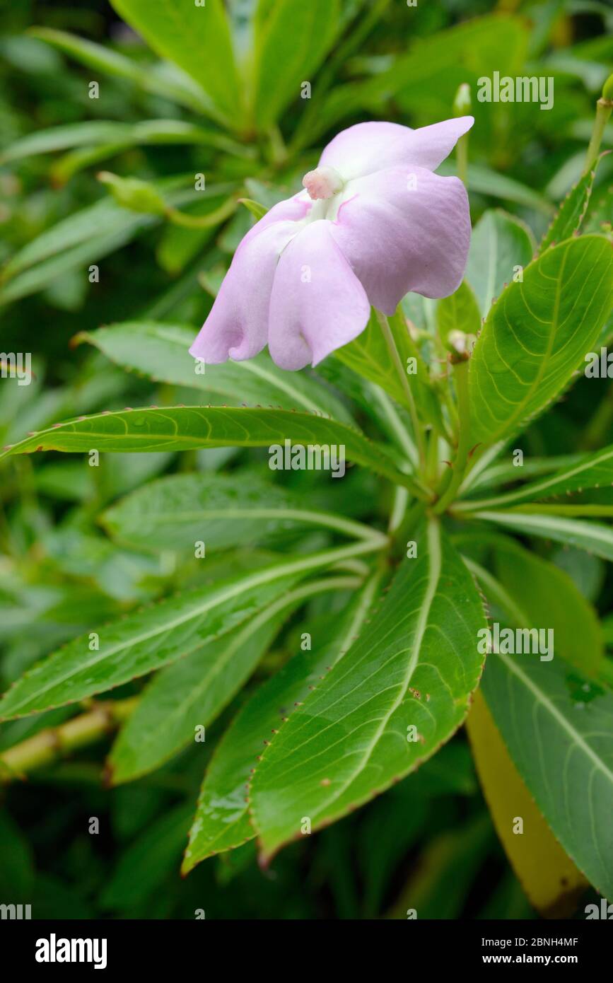 Shrub balsam / Oliver's touch me not (Impatiens sodenii / oliveri) an ...