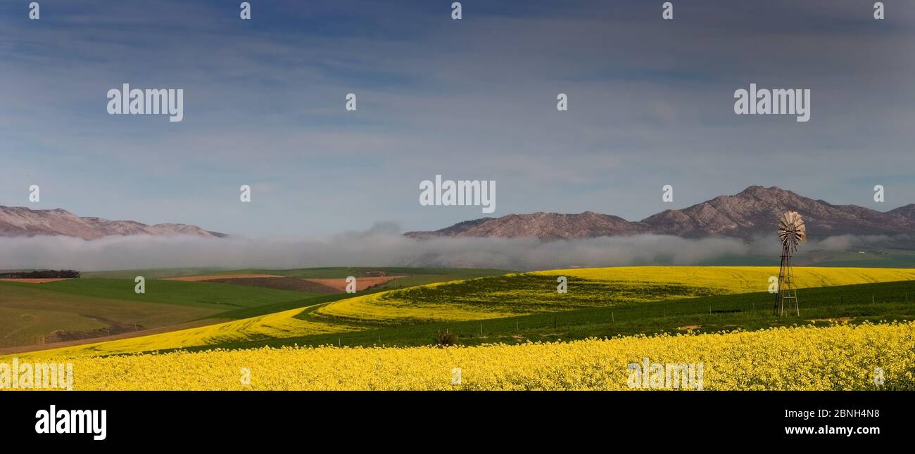 canola farmland landscape, Overberg, Swartland, South Africa Stock ...