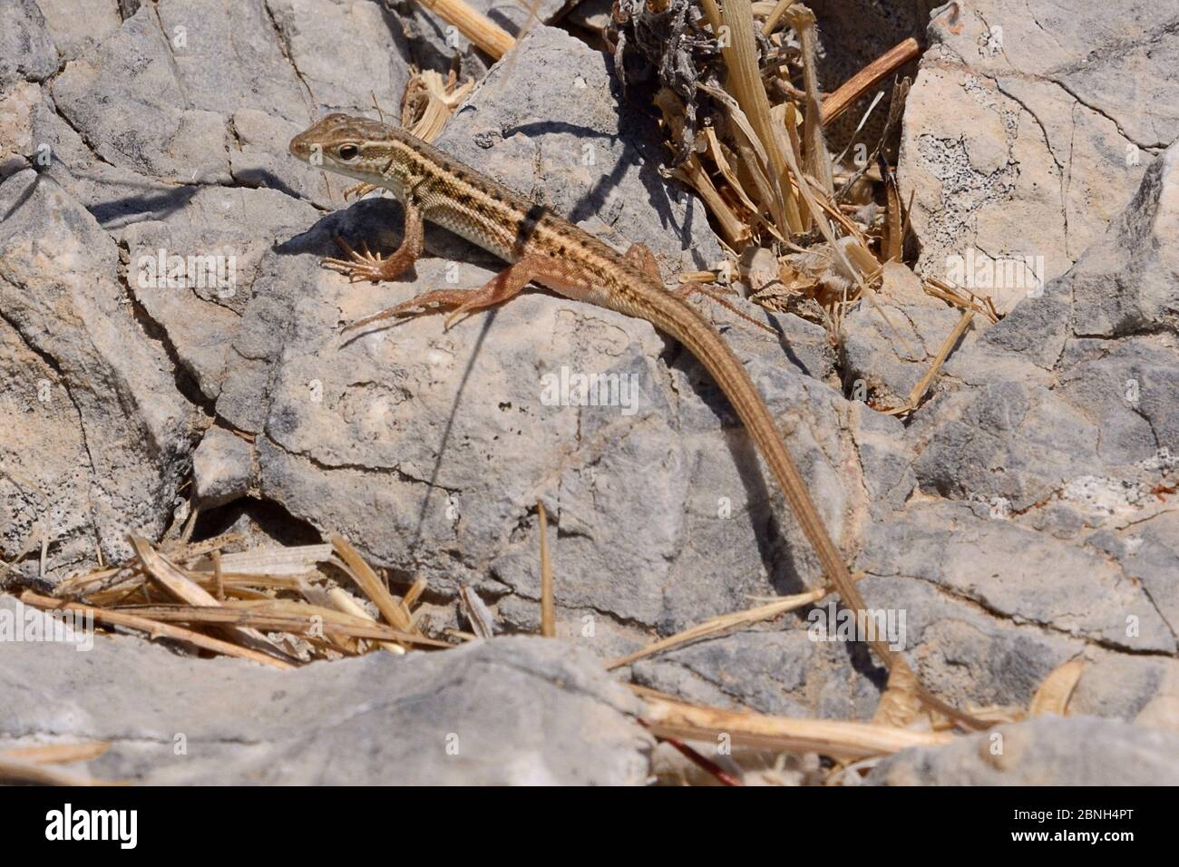 Snake-eyed lizard (Ophisops elegans) sunning on rocks, Leros ...