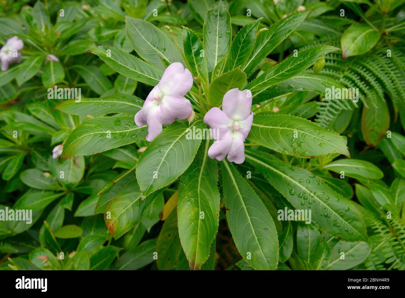 Shrub balsam / Oliver's touch me not (Impatiens sodenii / oliveri) an ...
