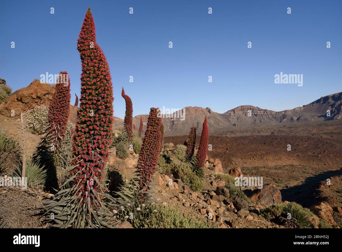 Three metre tall Mount Teide bugloss (Echium wildpretii) flowering ...