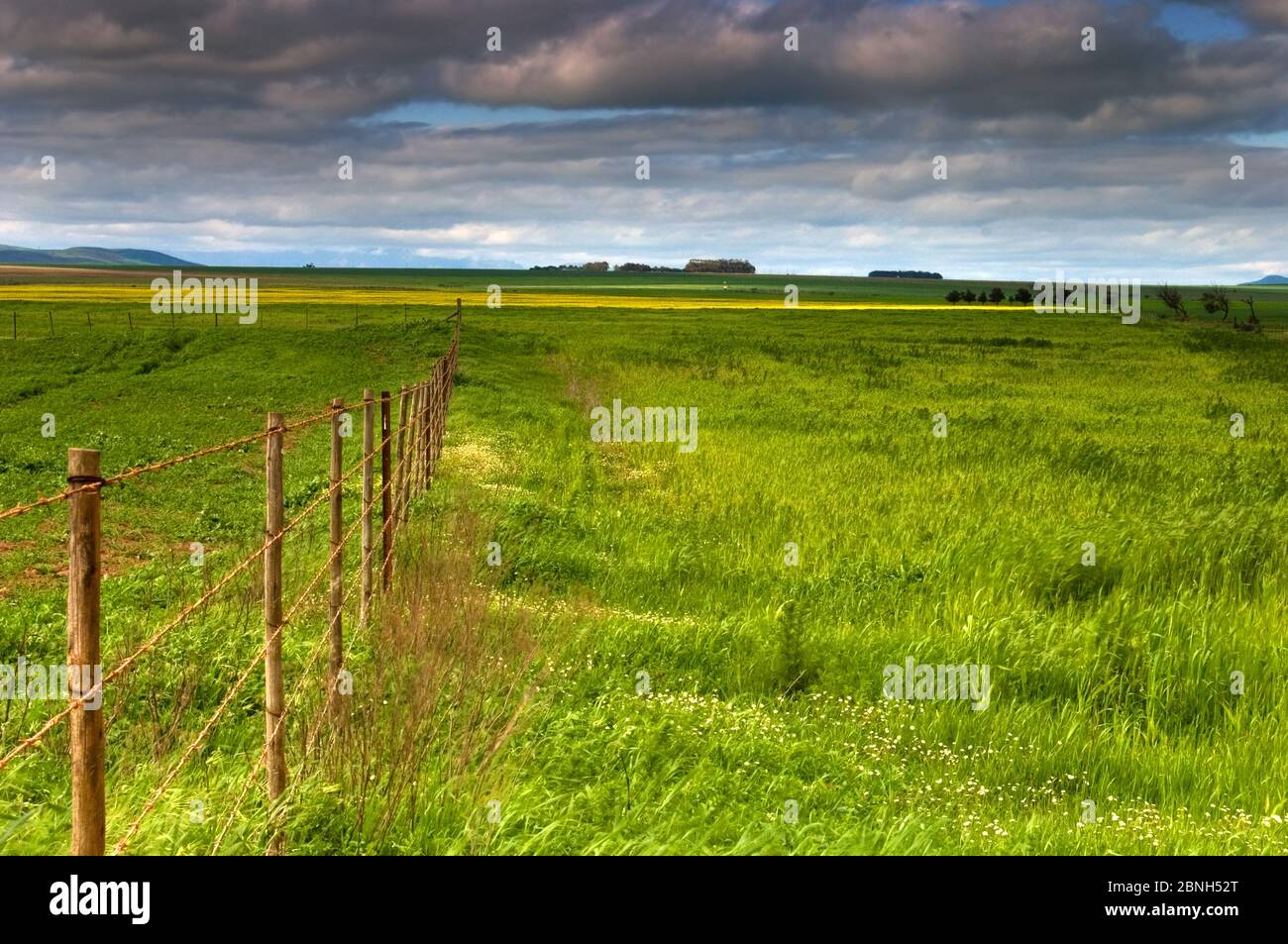 canola farmland landscape, Overberg, Swartland, South Africa Stock ...