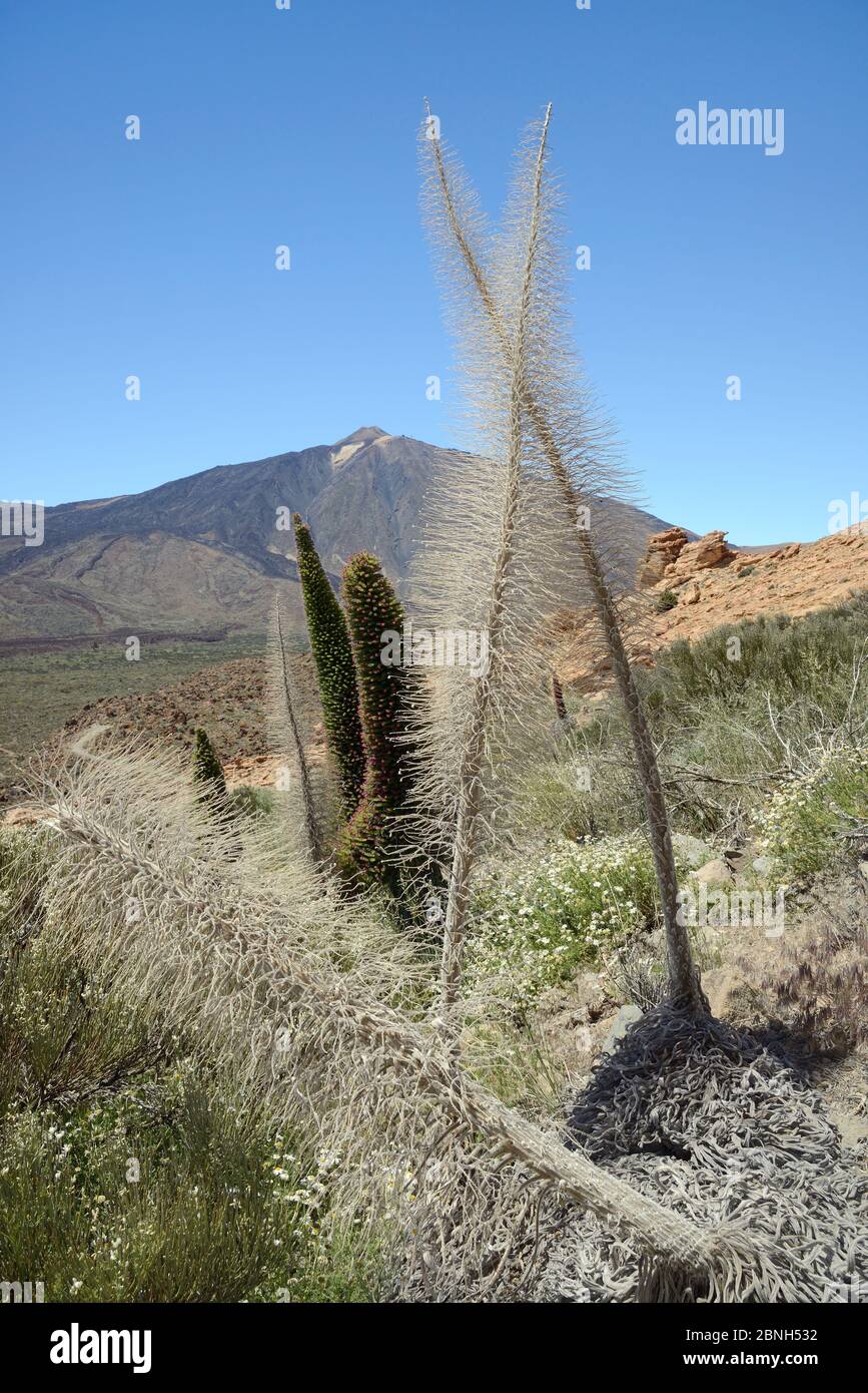 Dried skeletons of Mount Teide bugloss / Tower of jewels / Red ...