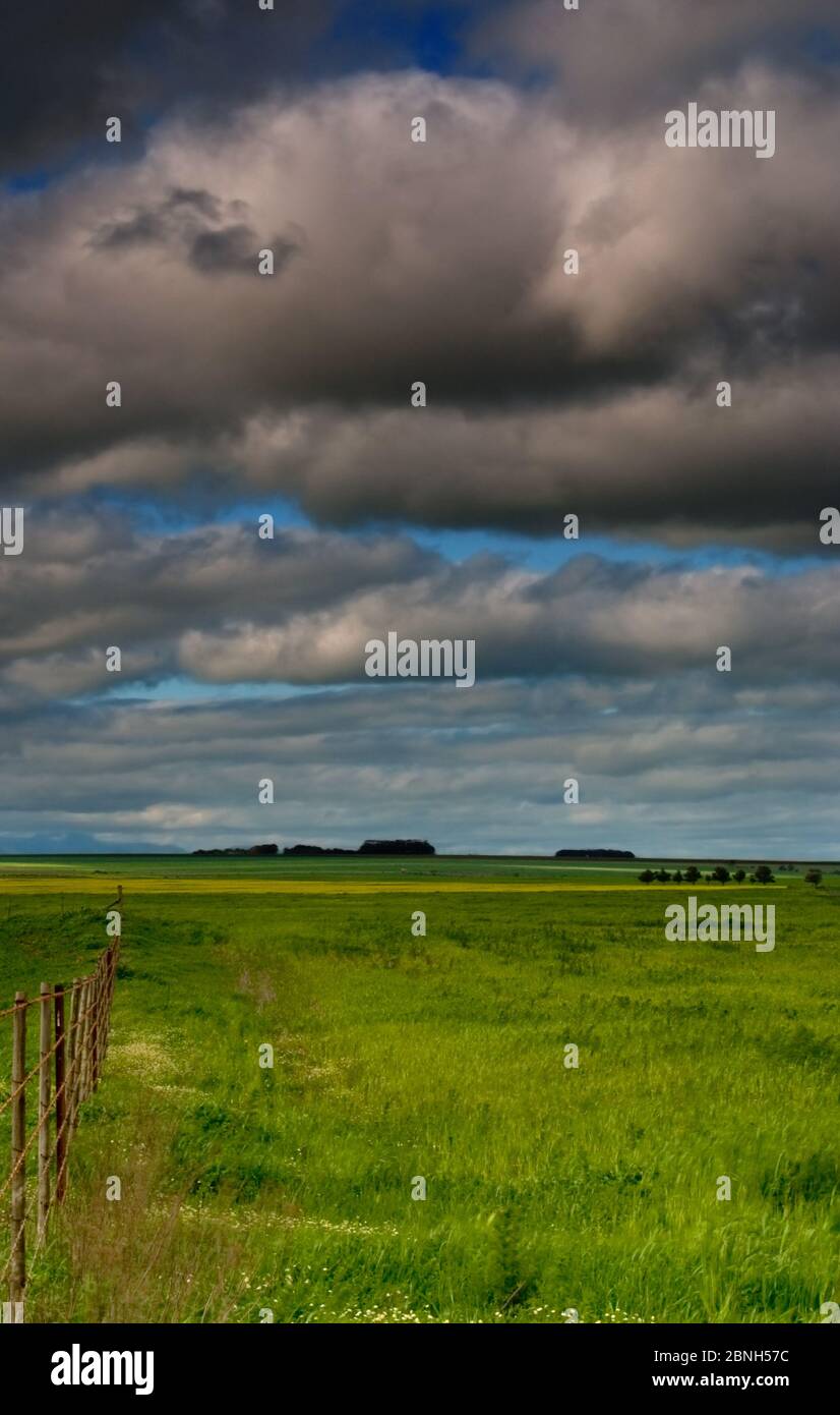 canola farmland landscape, Overberg, Swartland, South Africa Stock ...