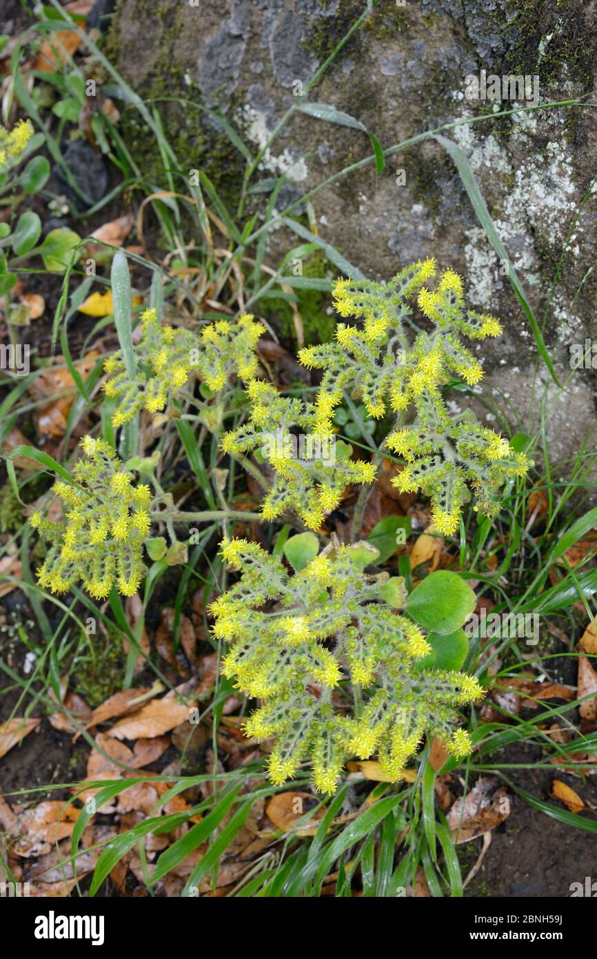 Tree of love / Mice ears (Aichryson laxum), a Canaries endemic ...