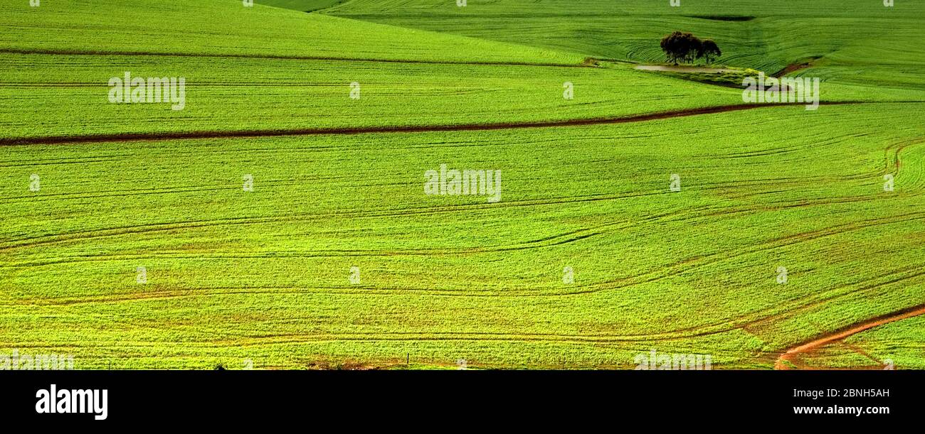canola farmland landscape, Overberg, Swartland, South Africa Stock ...