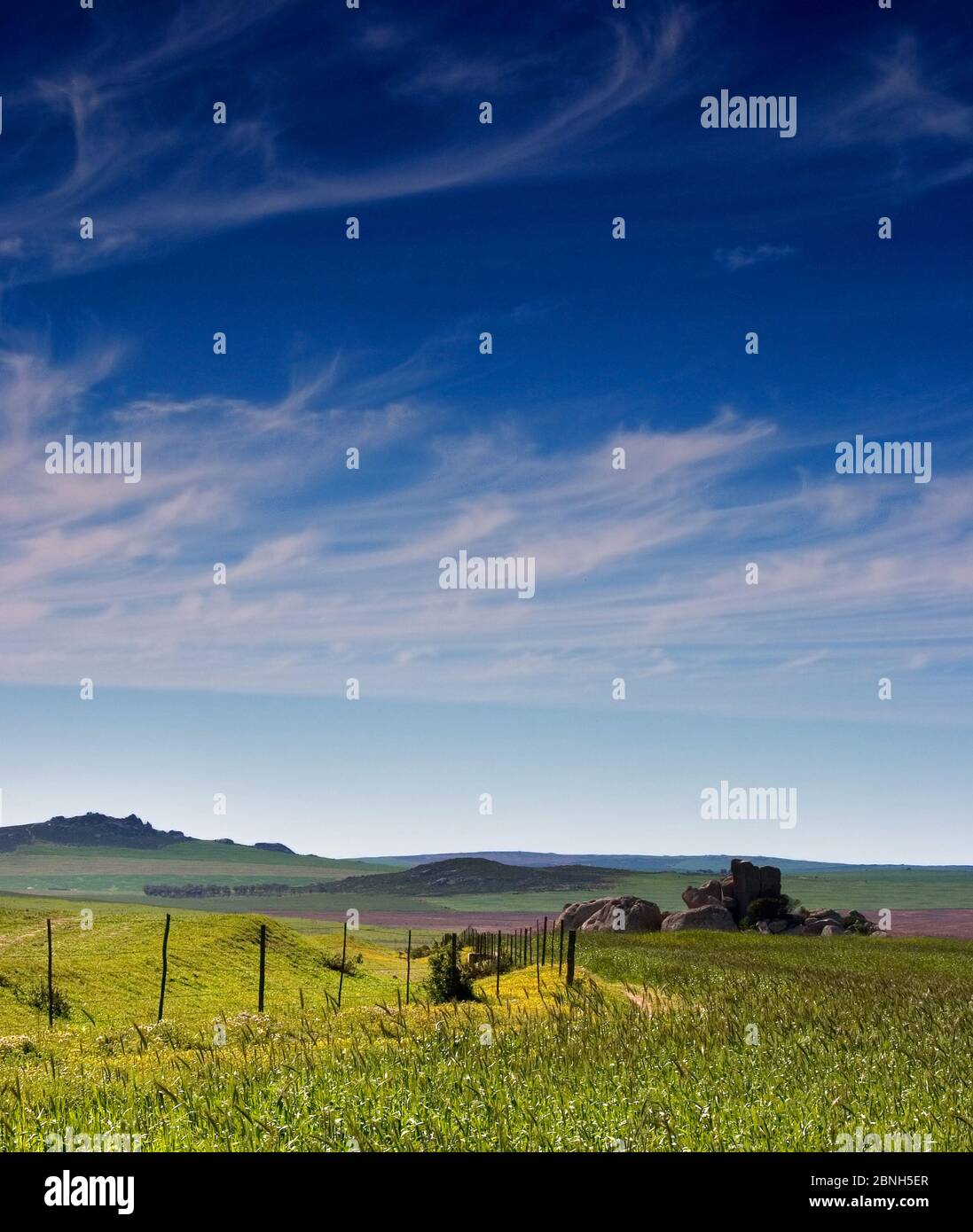 canola farmland landscape, Overberg, Swartland, South Africa Stock ...