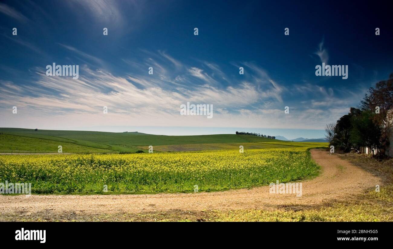 canola farmland landscape, Overberg, Swartland, South Africa Stock ...