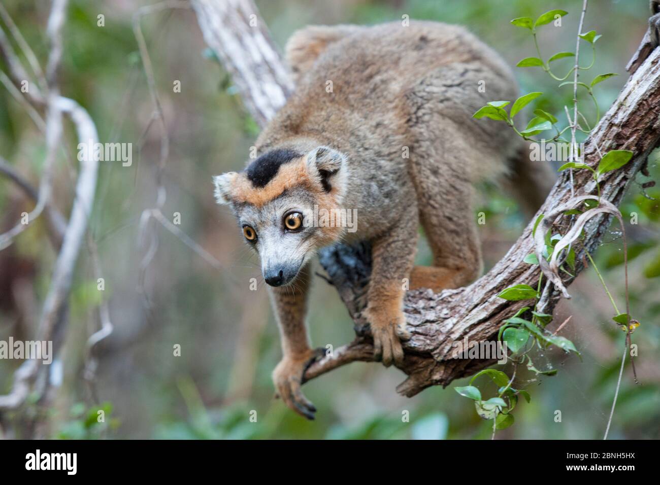 Crowned lemur (Eulemur coronatus) male, east coast of Madagascar Stock ...