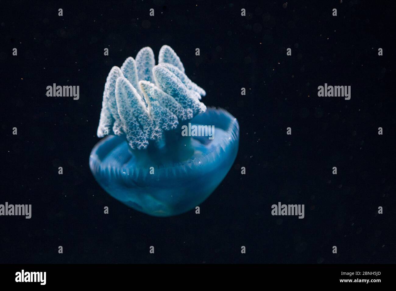 Blubber jelly (Catostylus mosaicus) captive in Monterey Bay Aquarium ...