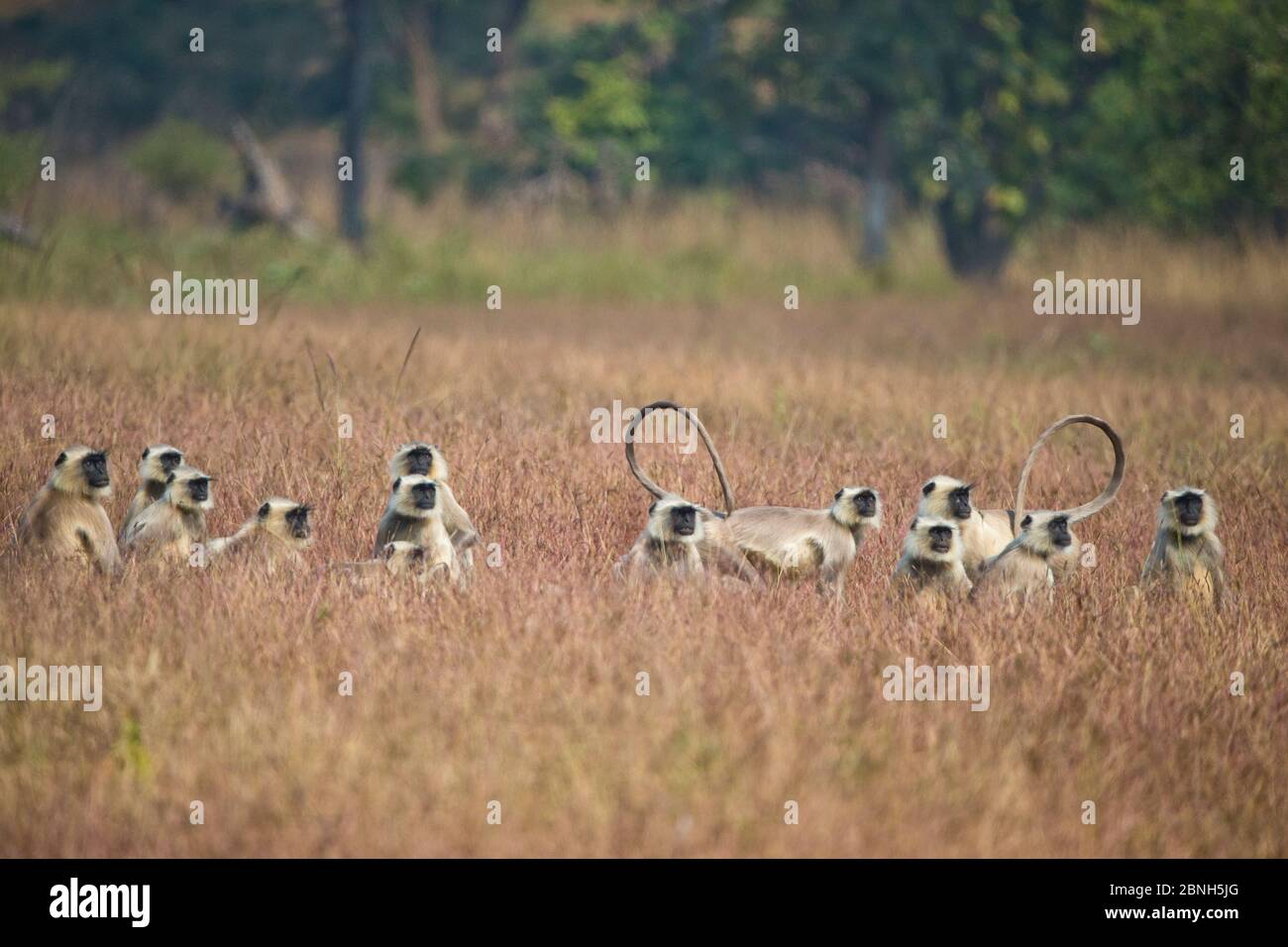 Hanuman langur (Semnopithecus dussumieri) group, Satpura Tiger Reserve ...
