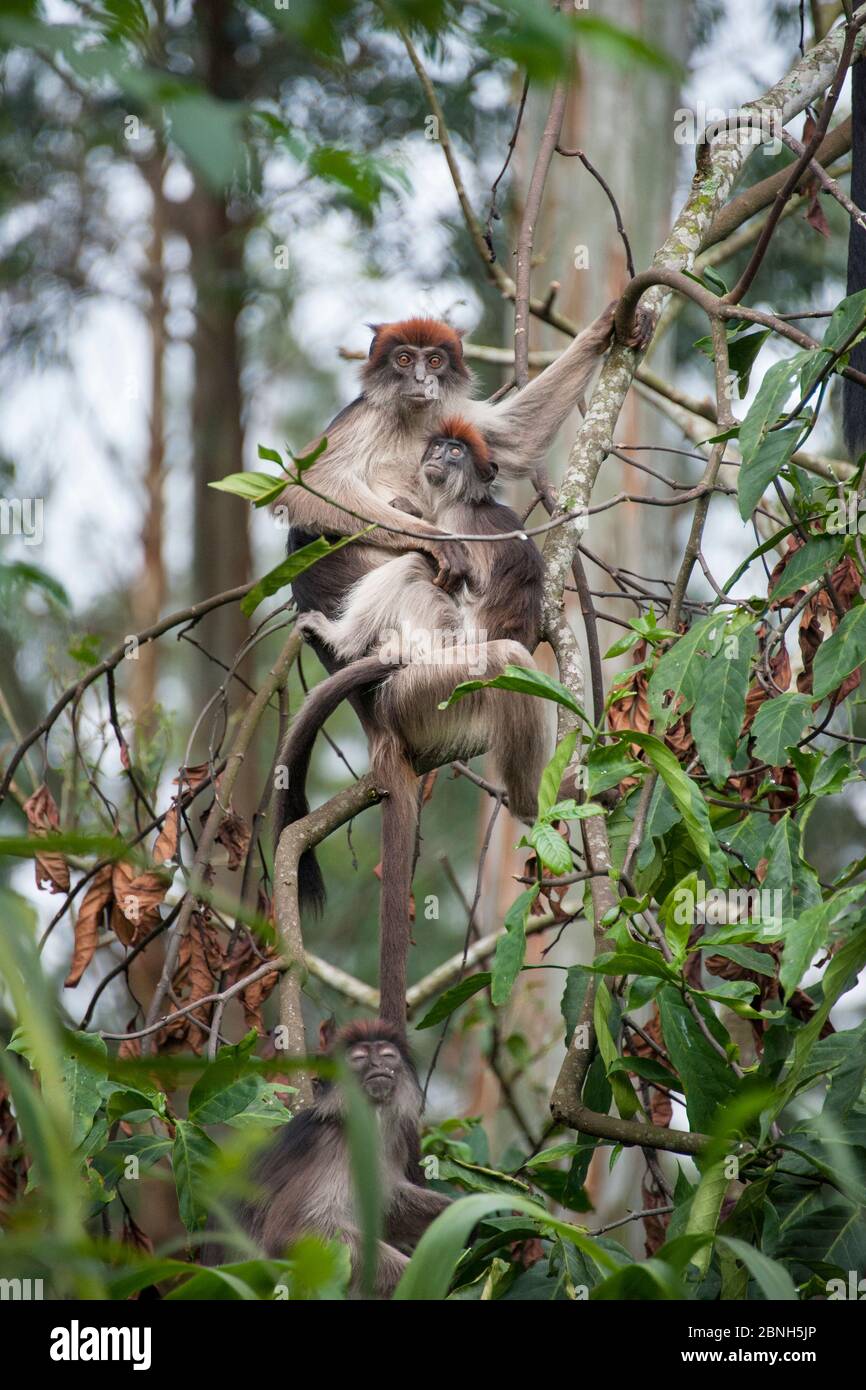 Red colobus monkey (Procolobus badius) mother and infant, Kibale Forest ...