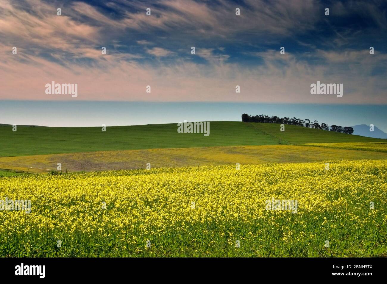 Overberg south africa canola hi-res stock photography and images - Alamy