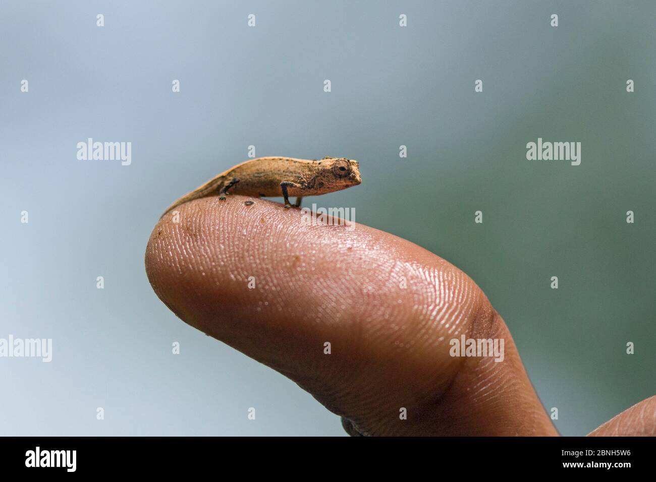 Stump tailed chameleon hi-res stock photography and images - Alamy