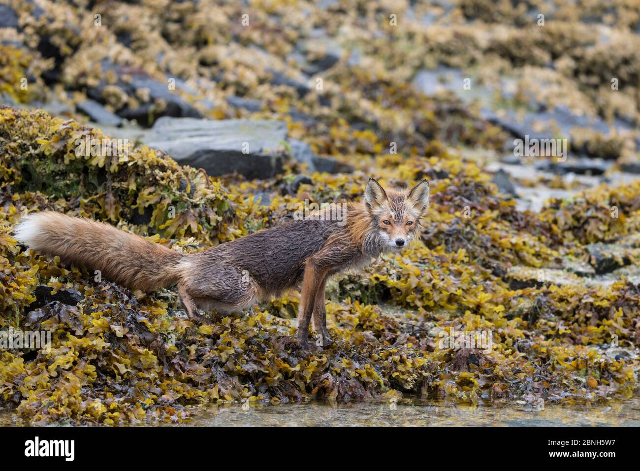 Red fox (Vulpes vulpes) urinating, Katmai National Park, Alaska, USA ...
