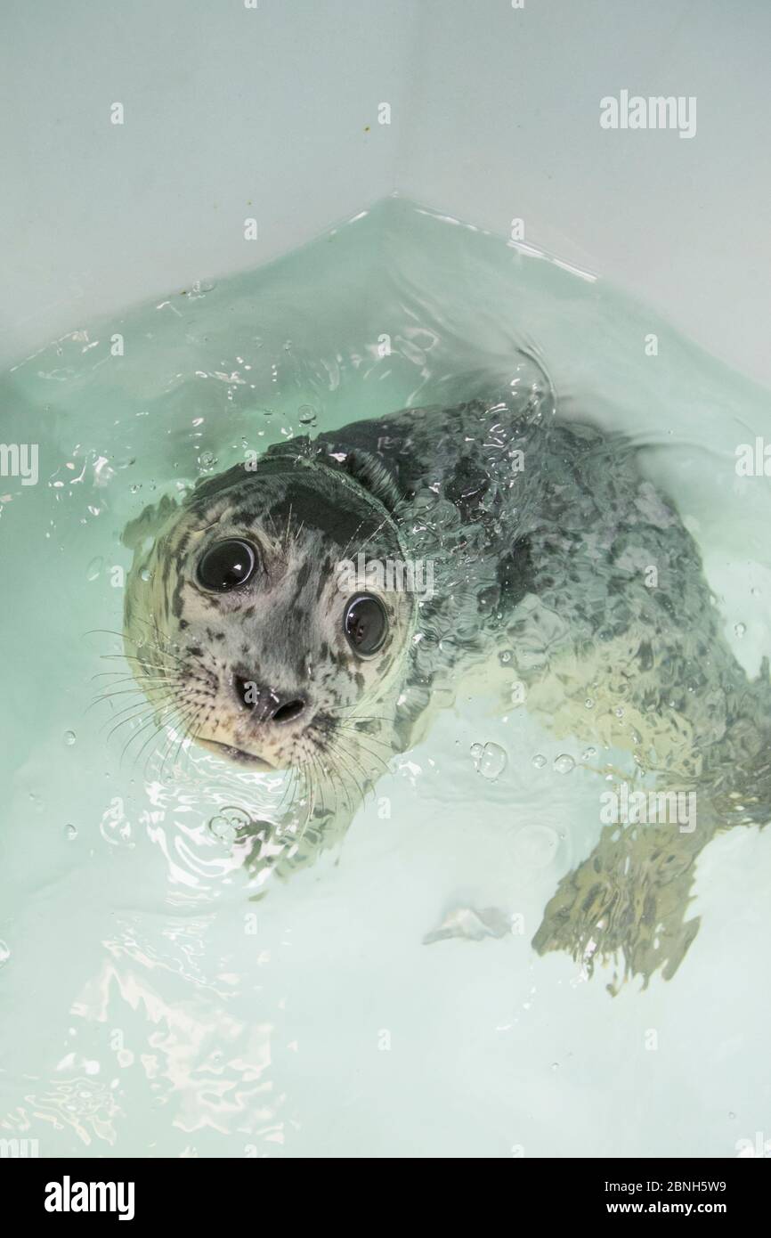 Harbor seal (Phoca vitulina) orphaned pup, Alaska Sea Life Center ...