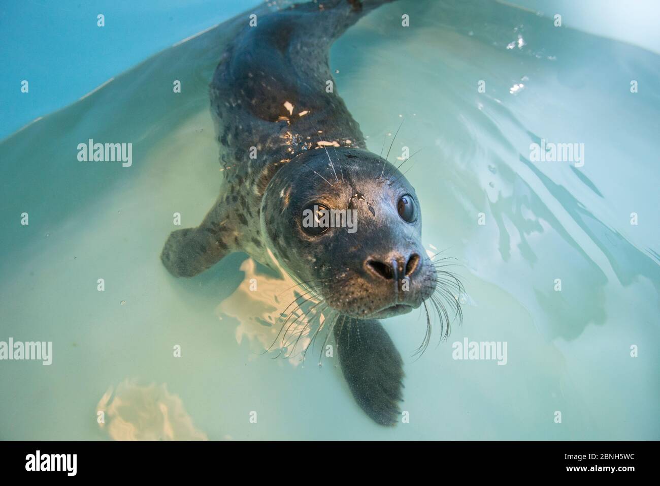 Harbor seal (Phoca vitulina) orphaned pup, Alaska Sea Life Center ...