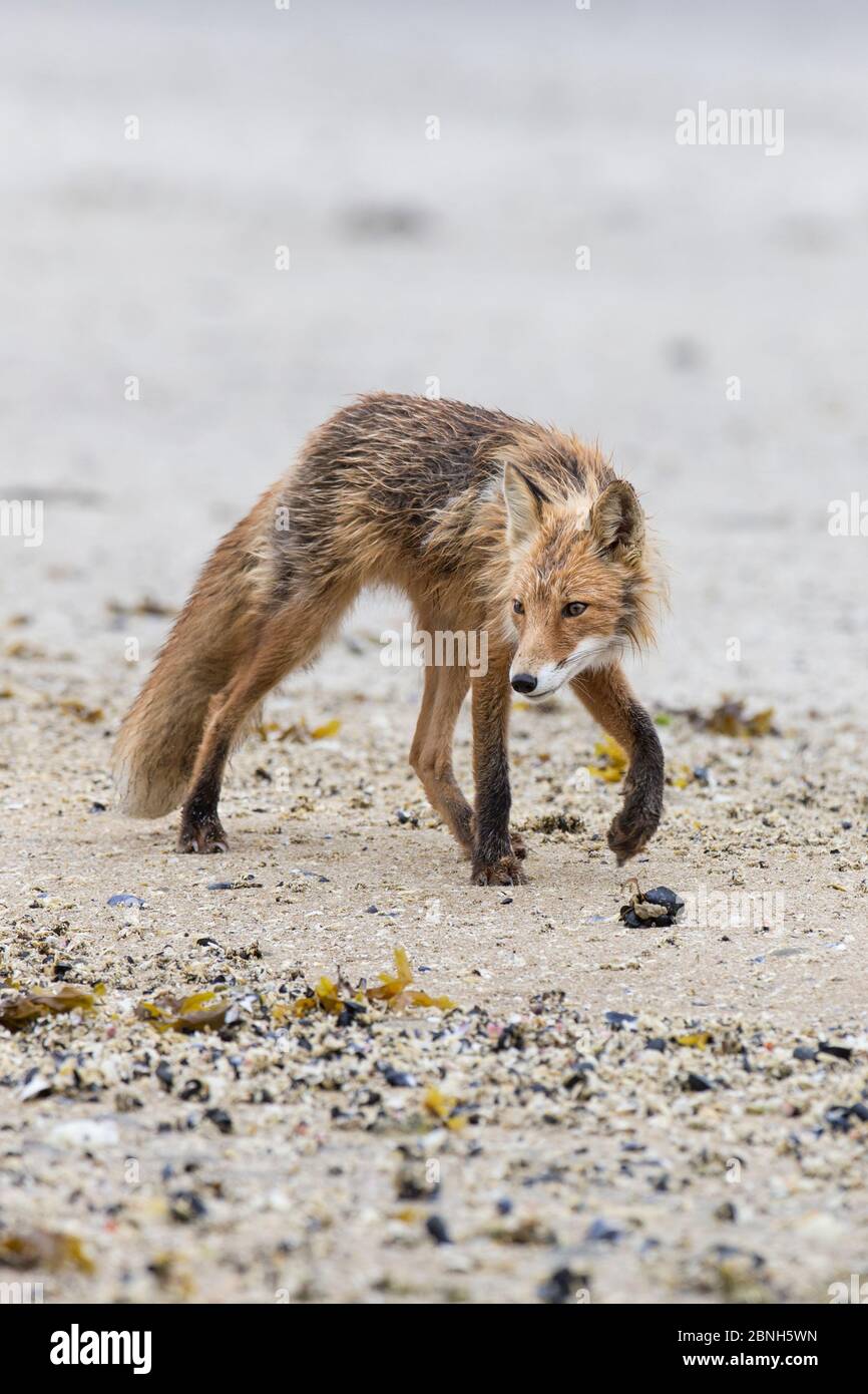 Red fox (Vulpes vulpes) on beach, Katmai National Park, Alaska, USA ...