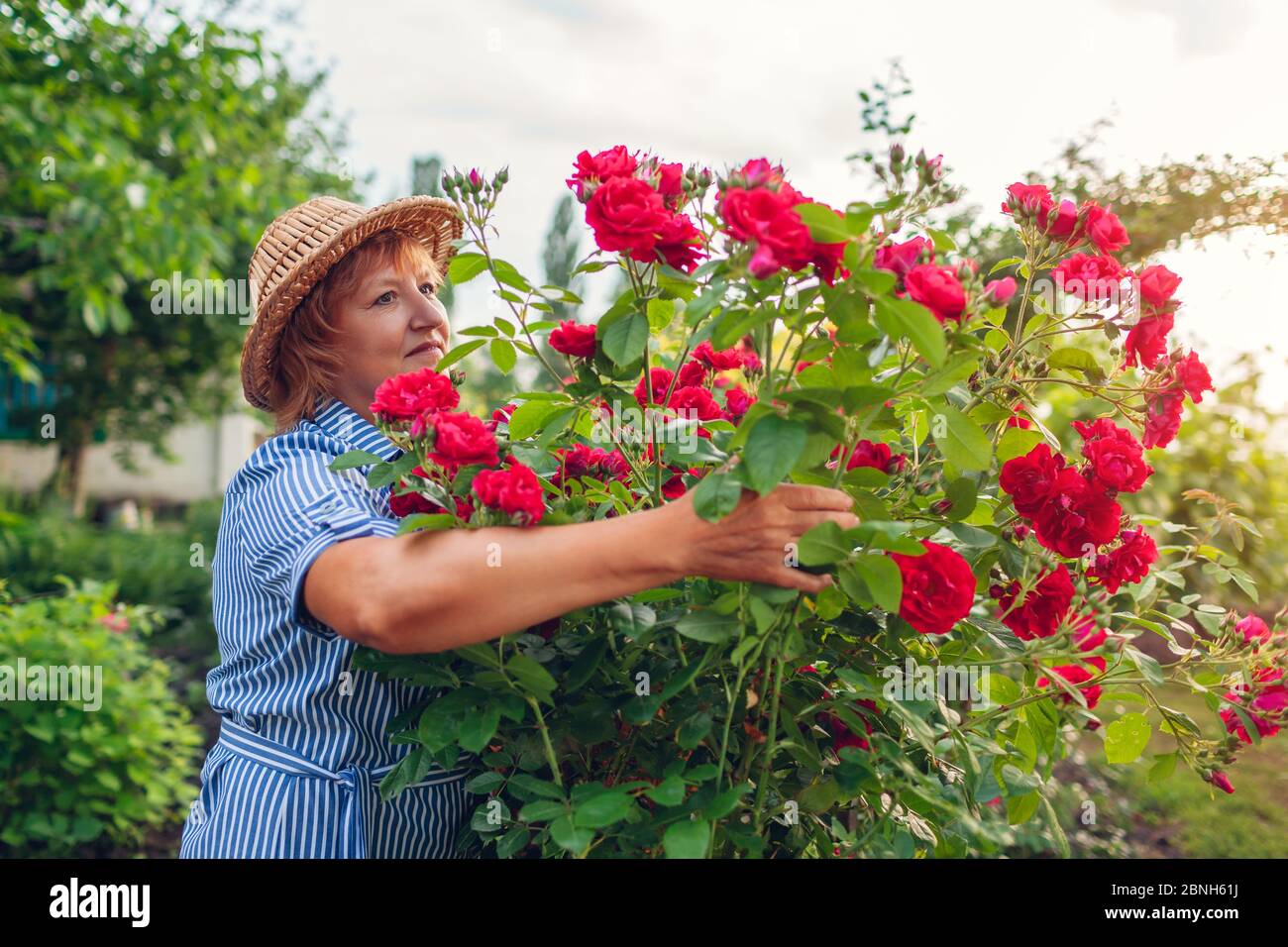 Big bush woman hi-res stock photography and images - Alamy