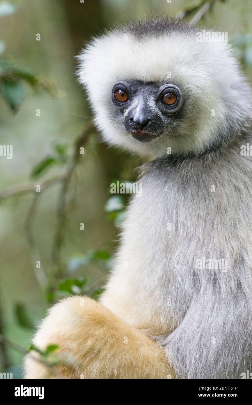 Diademed sifaka (Propithecus diadema) portrait, Andasibe-Mantadia ...