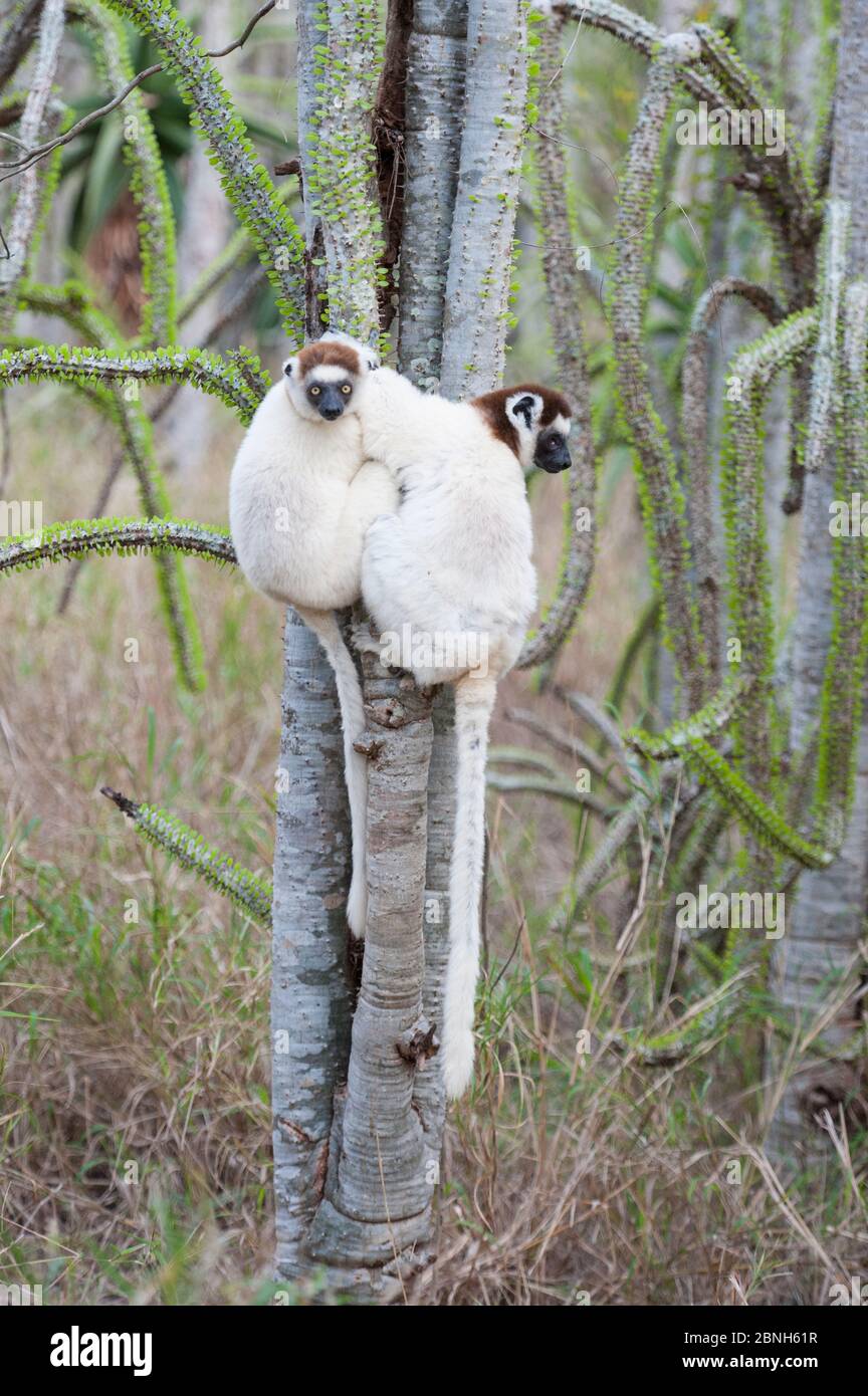 Propithecus verreauxoides hi-res stock photography and images - Alamy