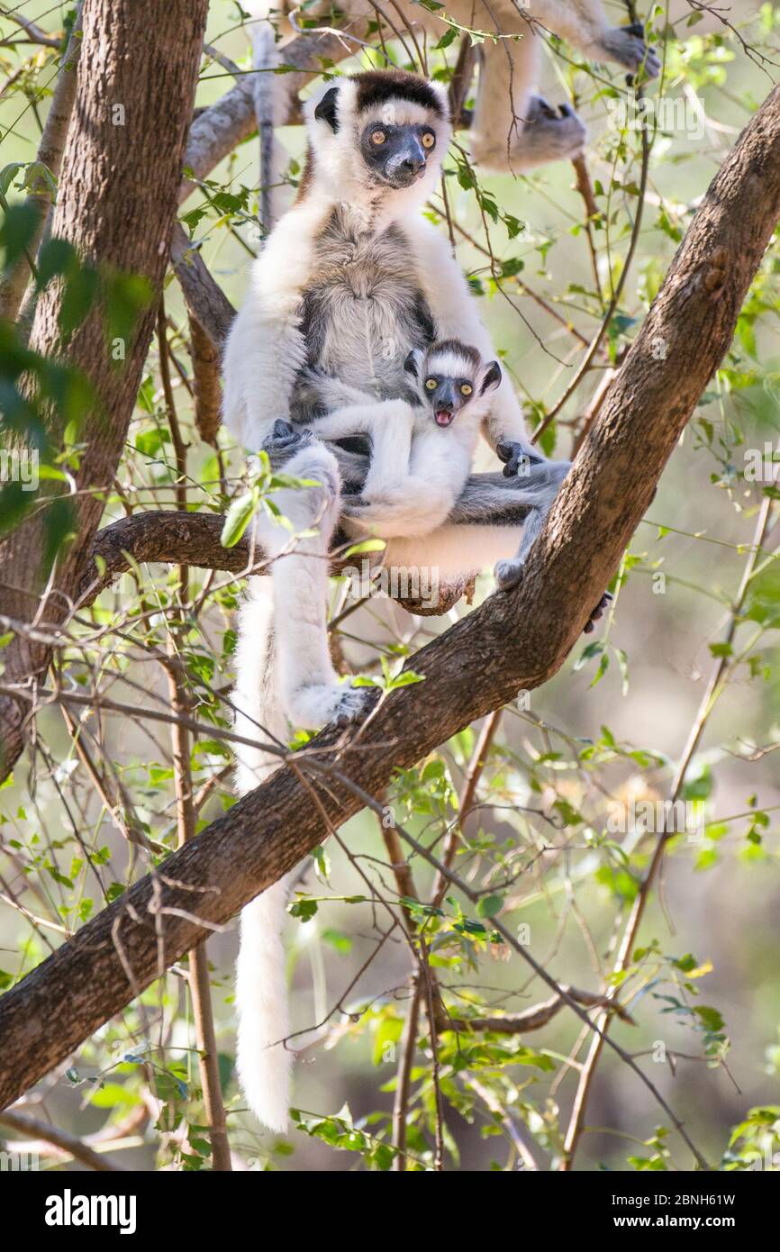 Female Private Eye High Resolution Stock Photography and Images - Alamy