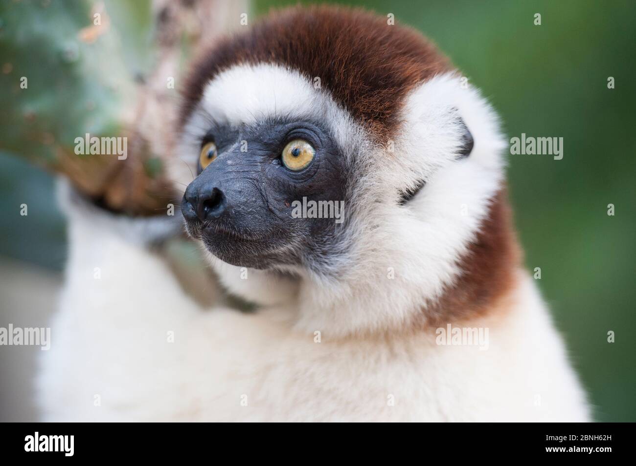 Propithecus verreauxoides hi-res stock photography and images - Alamy