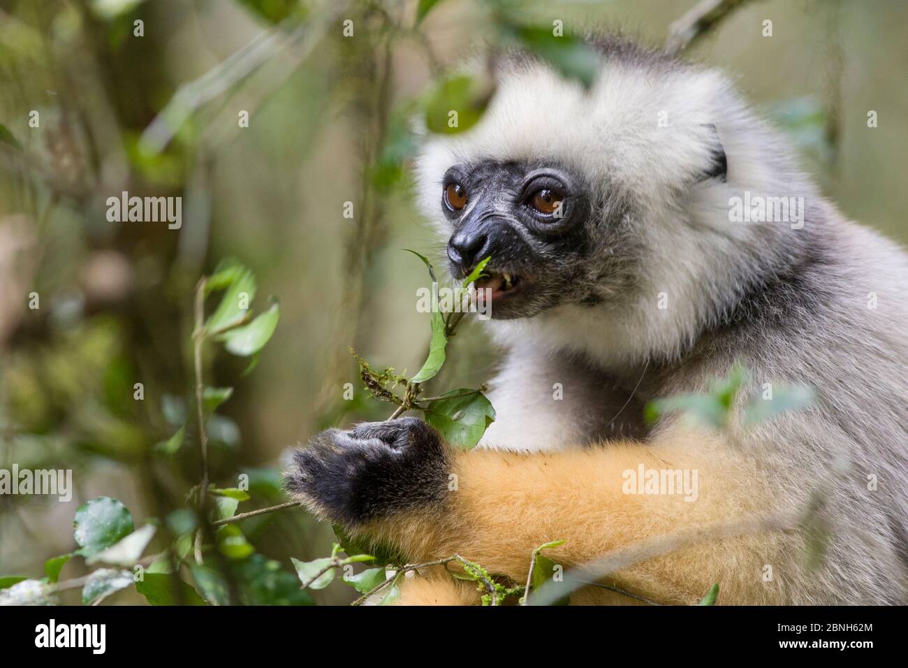 Diademed sifaka (Propithecus diadema) feeding, Andasibe-Mantadia ...
